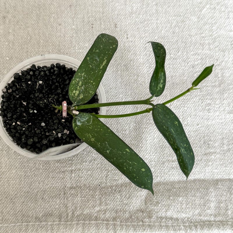 Fishtail Hoya - Etsy