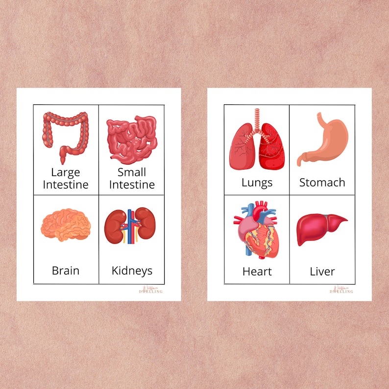 Safari Ltd. Organ Flashcards - Etsy