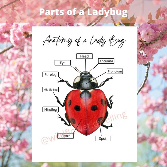 Anatomy of a Ladybug - Etsy