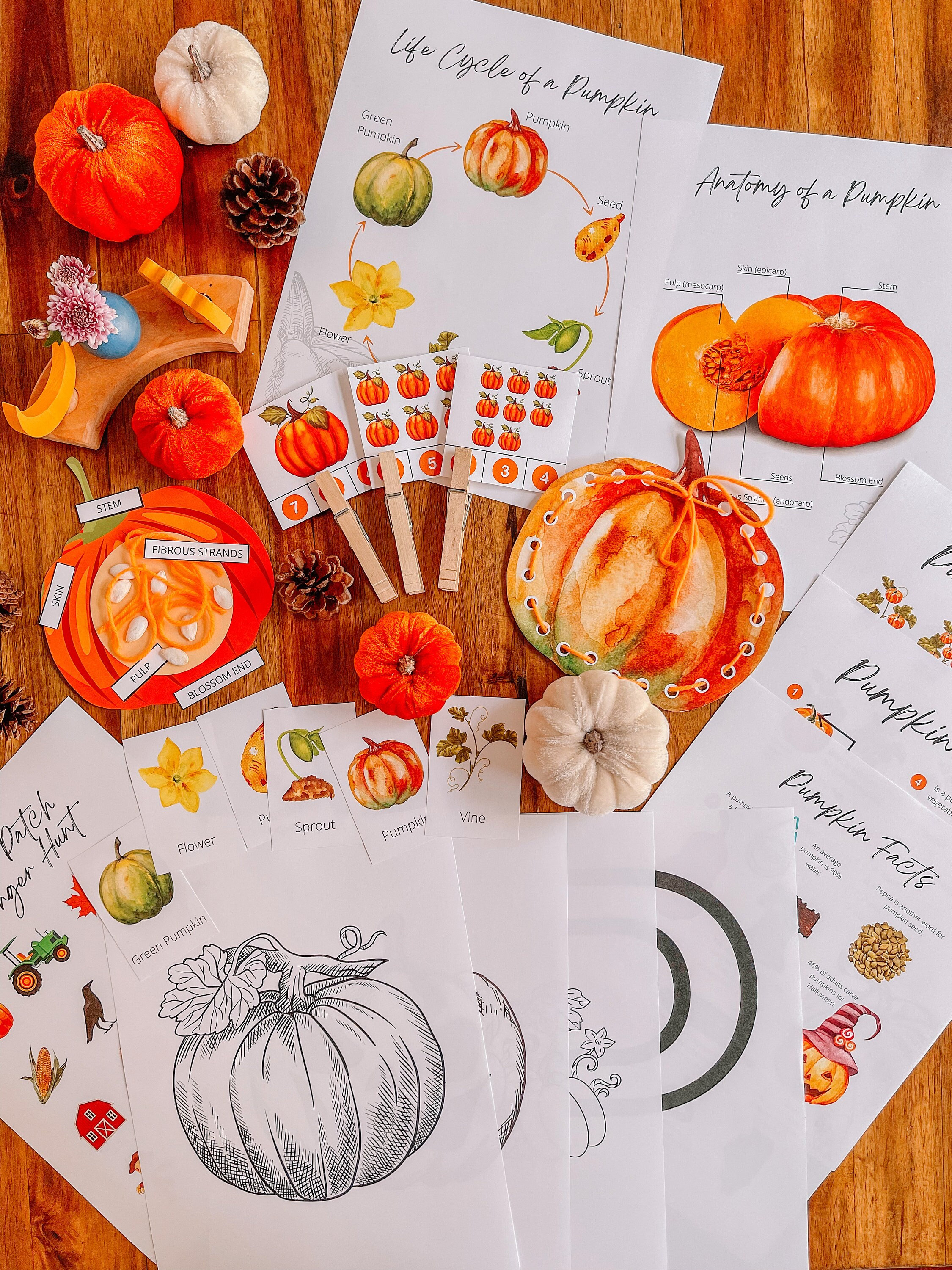 Autumn Unit Study - Etsy