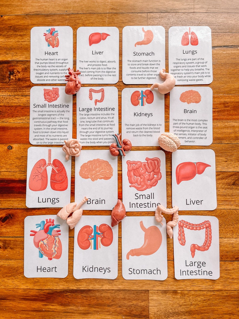 Safari Ltd. Organ Flashcards - Etsy
