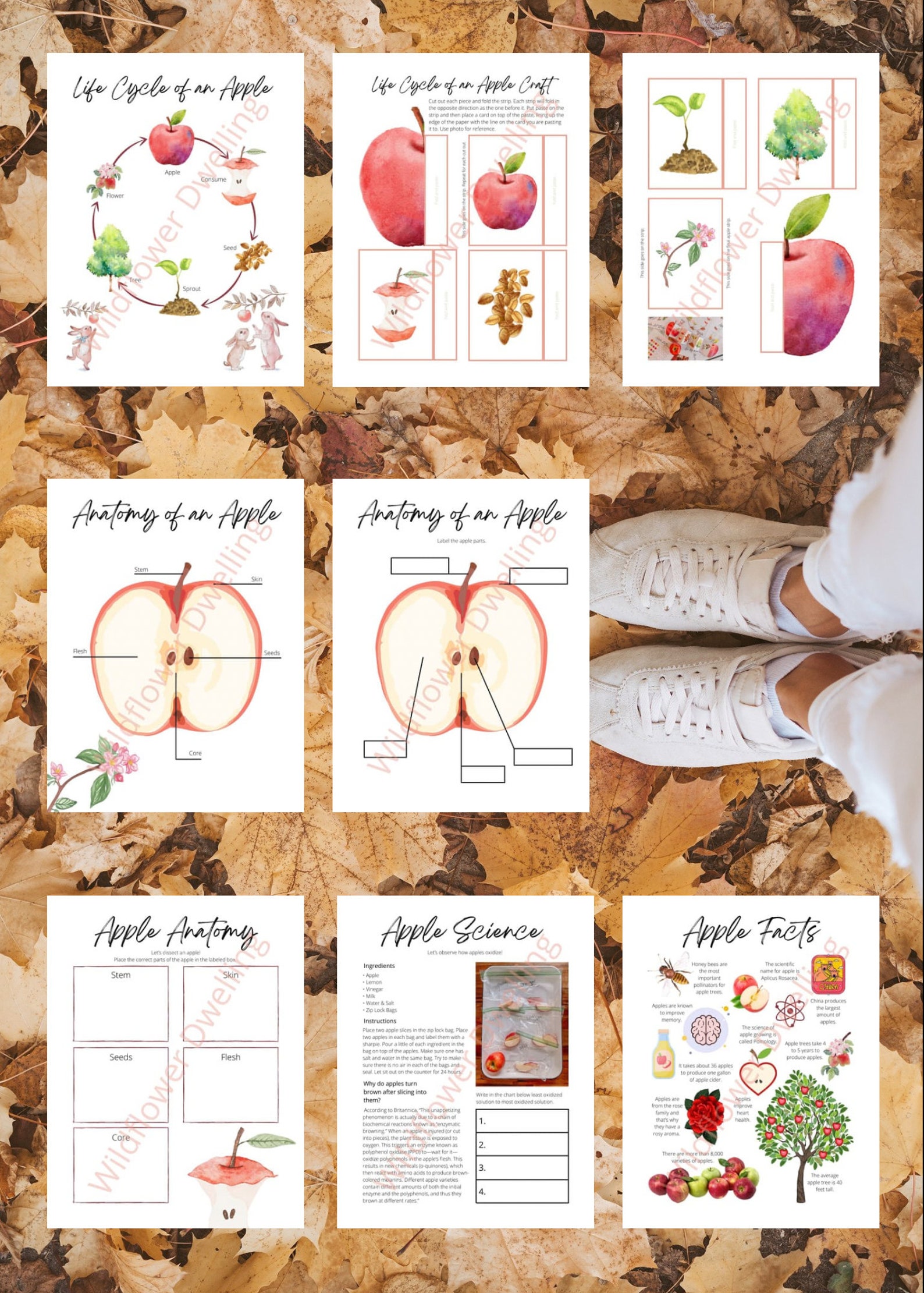 Autumn Unit Study | Etsy