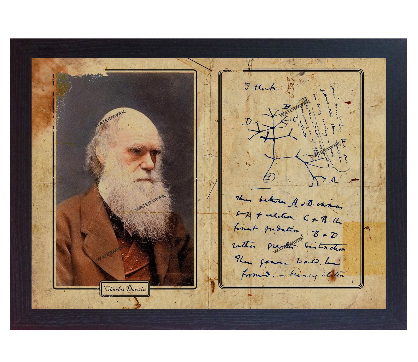 Charles Darwin Tree of Life Vintage Print (digital Download) - Etsy