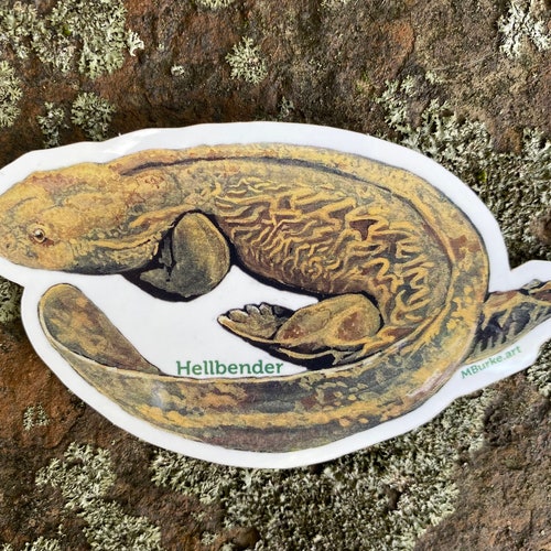Hellbender Sticker - Etsy