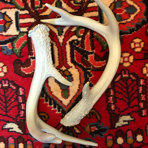Real Antlers - Etsy