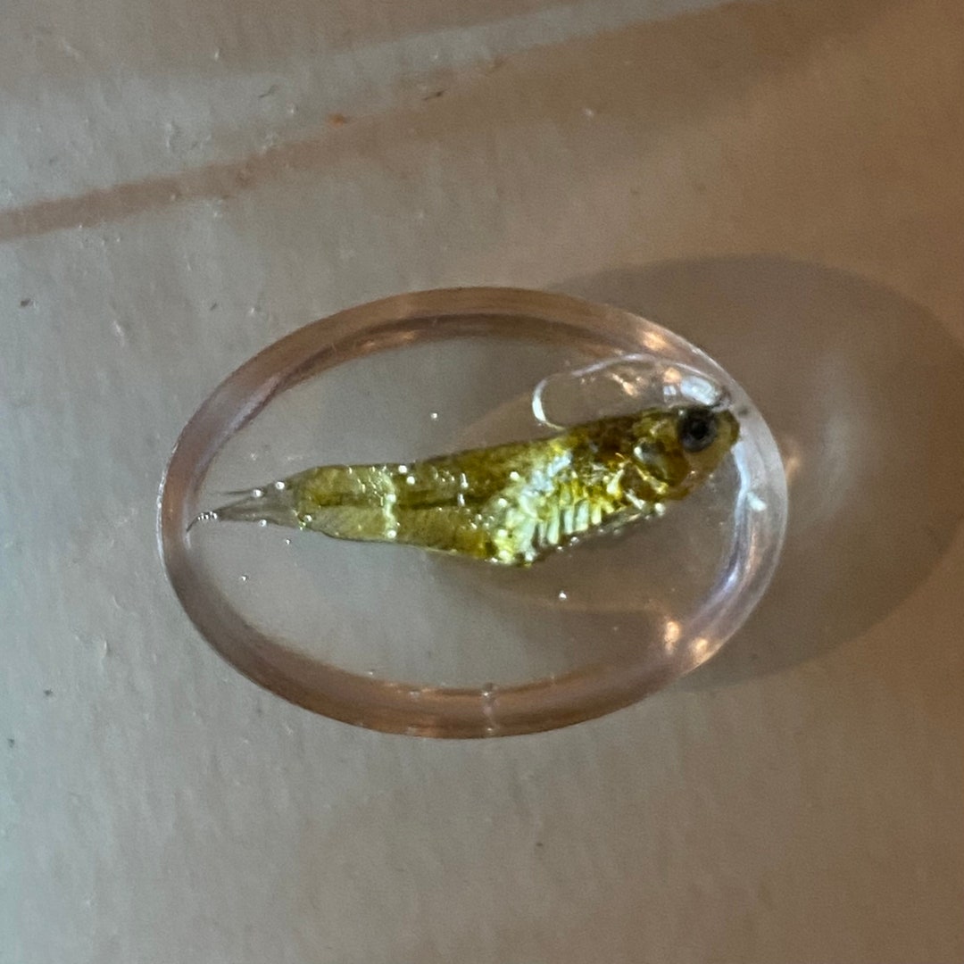 Spooky Seethrough Fish Skeleton in Resin Weird Ethical Taxidermy Oddity ...