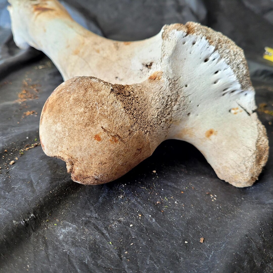 16-inch Long 100-year-old Horse Bone Unique Antique With Natural Wear ...