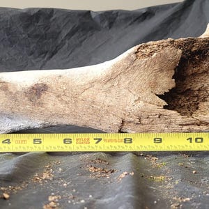 16-inch Long 100-year-old Horse Bone Unique Antique With Natural Wear ...