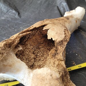 16-inch Long 100-year-old Horse Bone Unique Antique With Natural Wear ...