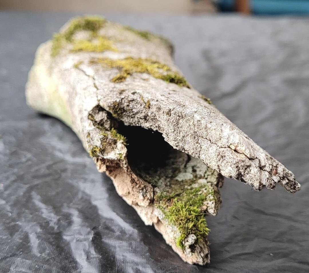 Antique Approx. 100-year-old Large Livestock Bone – Unique Collectible ...