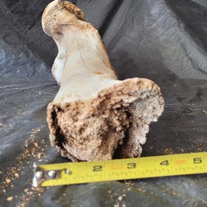 16-inch Long 100-year-old Horse Bone Unique Antique With Natural Wear ...