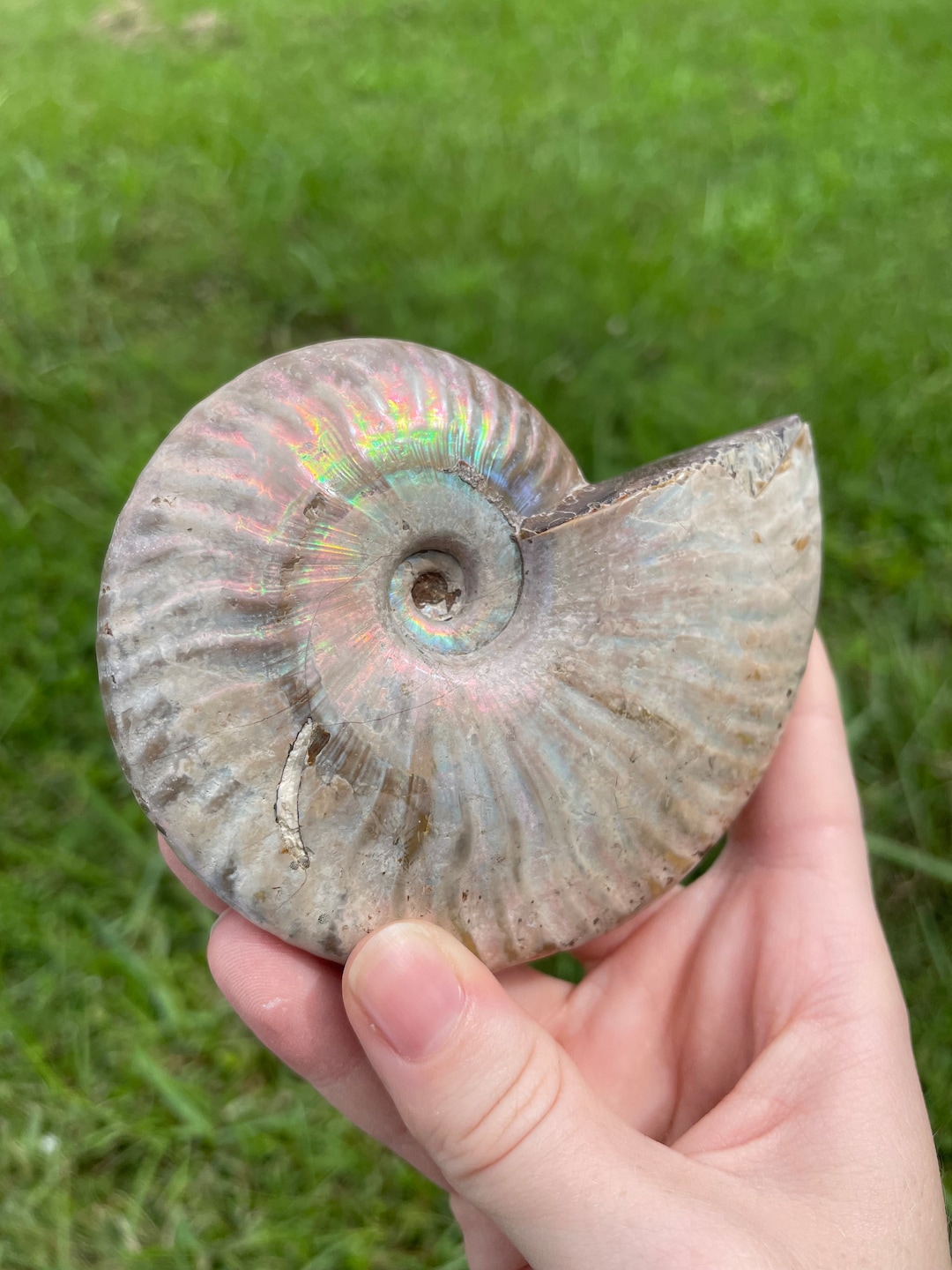 Opalized Rainbow Ammonite Fossil - Etsy