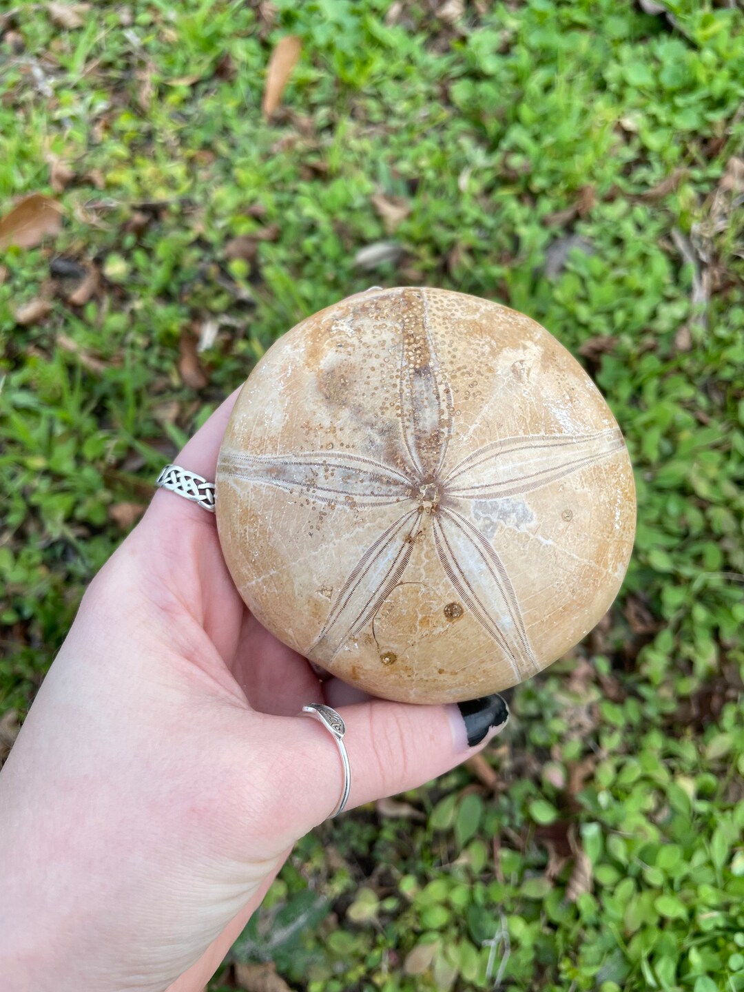 Polished Fossilized Sand Dollar - Etsy