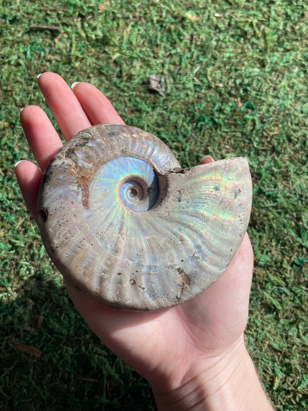 Opalized Rainbow Ammonite Fossil - Etsy