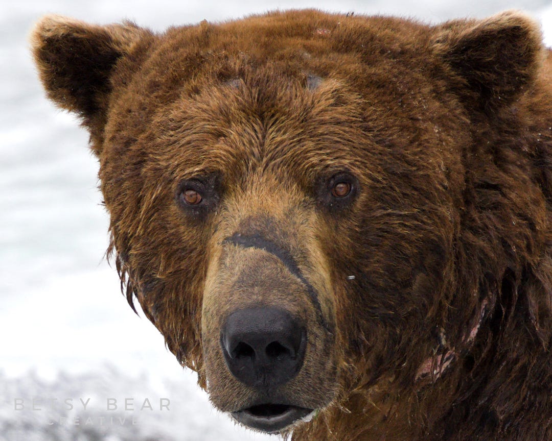 Photo Print: Chunk Portrait (2024) - Etsy