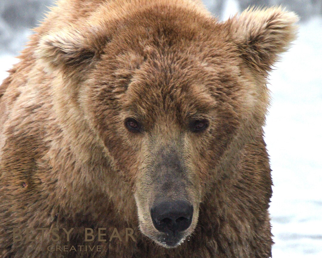 16x20 Giclee Print: Otis Portrait - Etsy