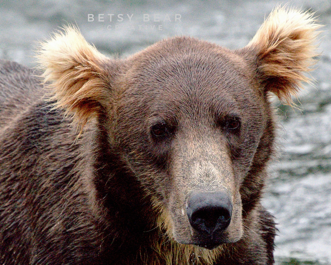Photo Print: Ben and His Fantastic Ears (2023) - Etsy