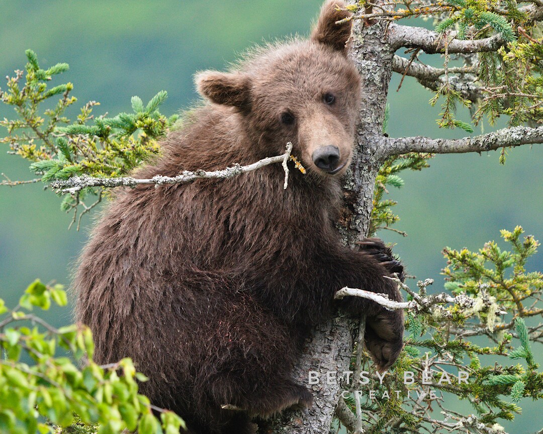 Photo Print: 806 Coy up a Tree 2023 - Etsy