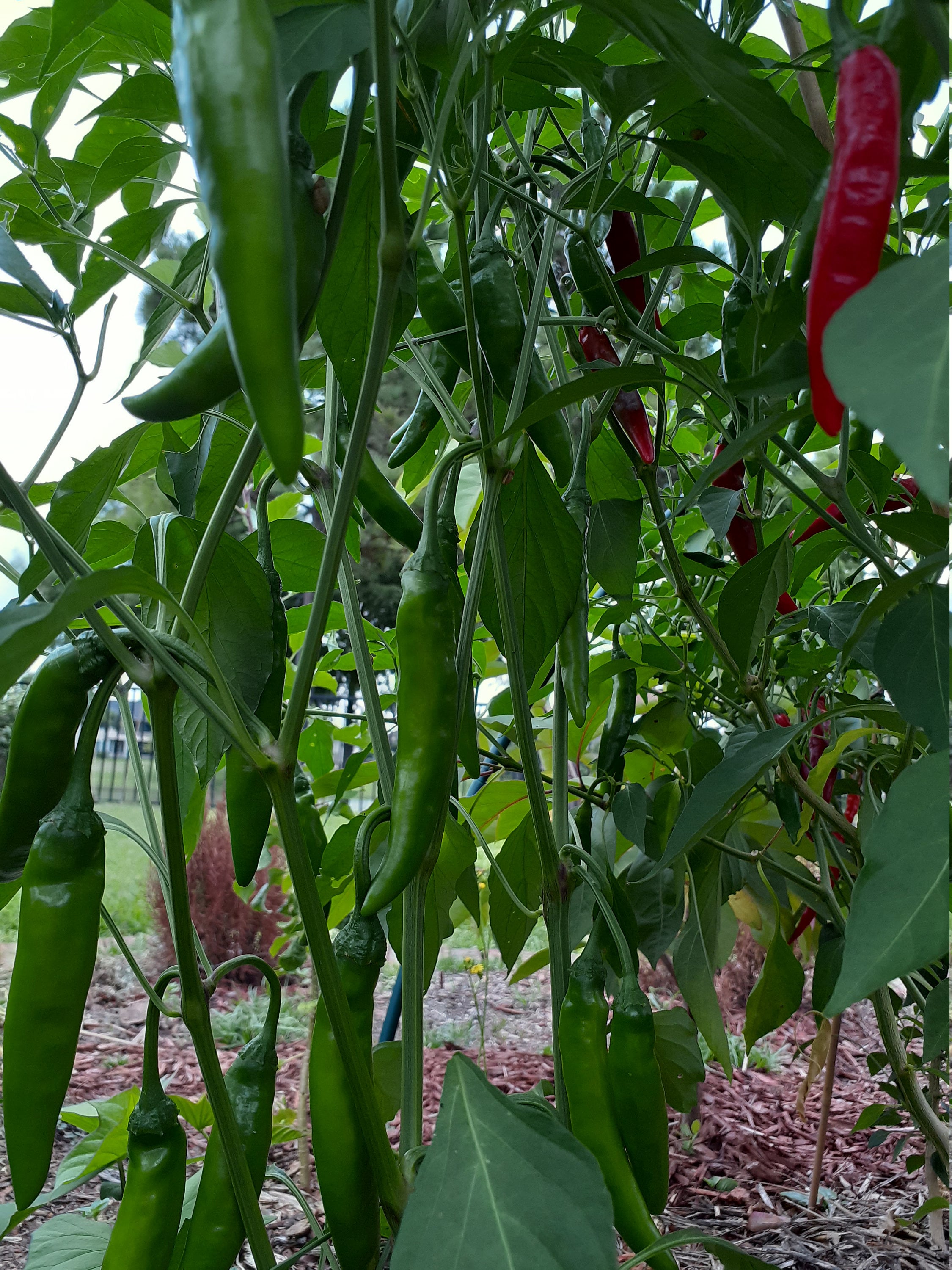 Giant Thai Chili Hybrid Pepper Seeds, 20 Times Bigger Fruits, Same ...