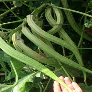 Giant Okra Vegetable Seed Okra ‘bhut Bhindi’, Grows to 1.5 Metres Tall ...