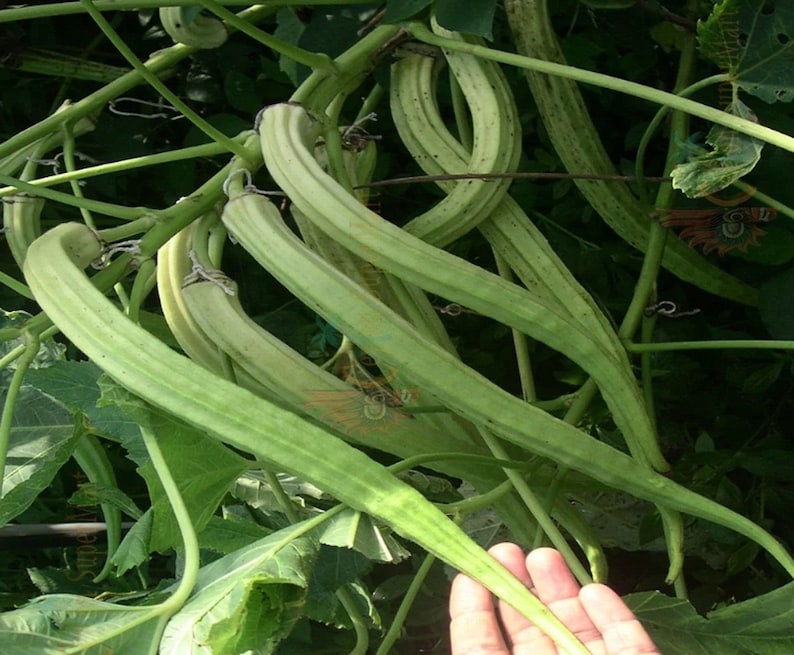 Giant Okra Vegetable Seed Okra ‘bhut Bhindi’, Grows to 1.5 Metres Tall ...