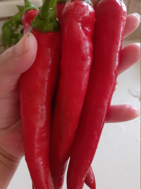 Korean Kimchi Chili Pepper Giant Red Chili Pepper Seeds | Etsy