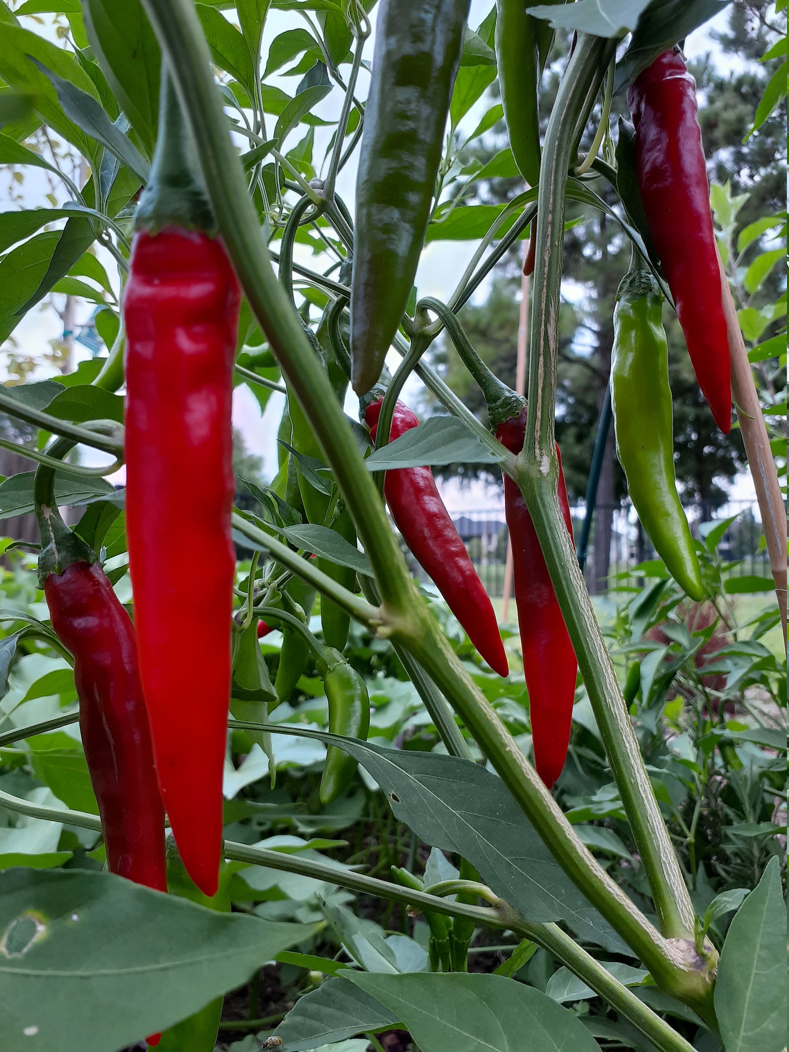 Giant Thai Chili Hybrid Pepper Seeds, 20 Times Bigger Fruits, Same ...