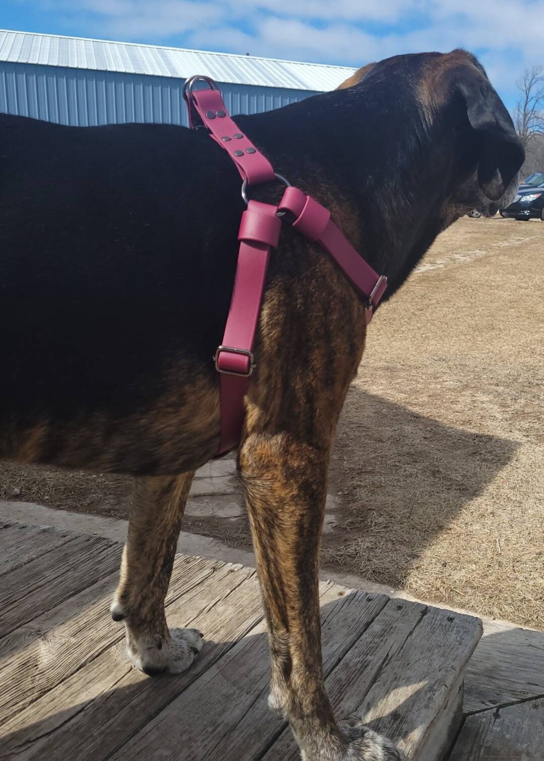 1" Biothane 3way Adjustable Harness Completely Custom - Etsy