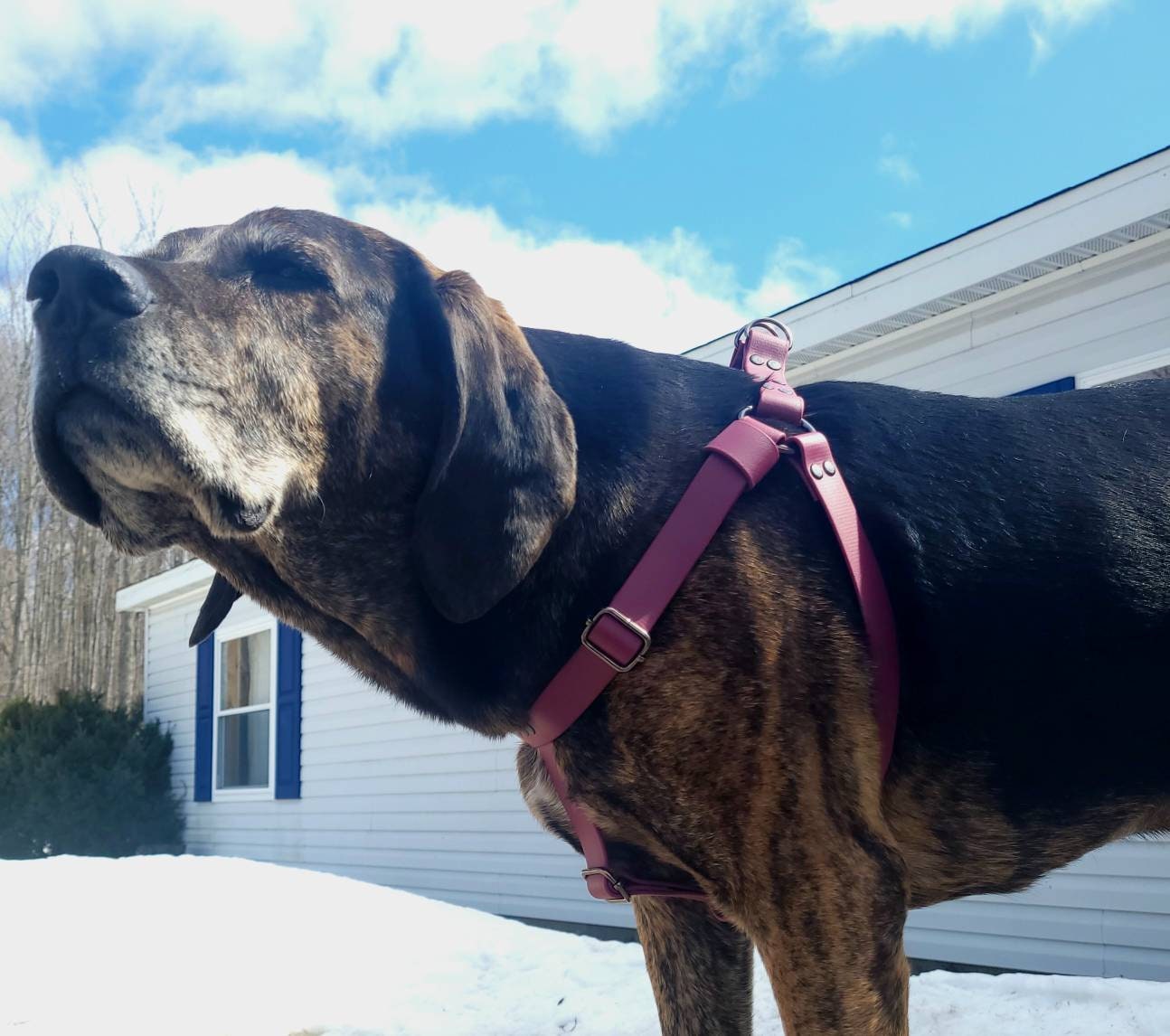 1" Biothane 3way Adjustable Harness Completely Custom - Etsy