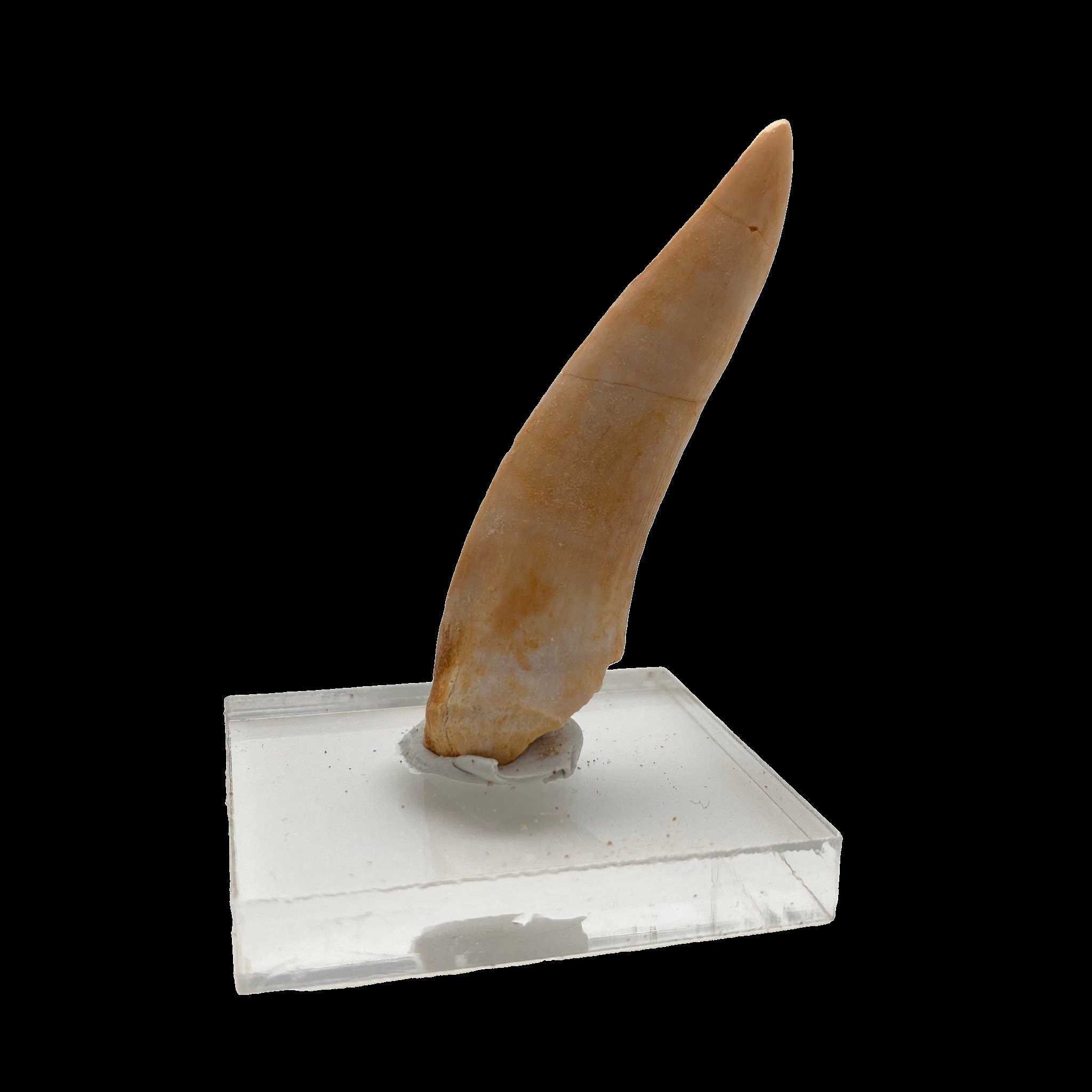 Enchodus Libycus Authentic Prehistoric Fish Fossil - Etsy