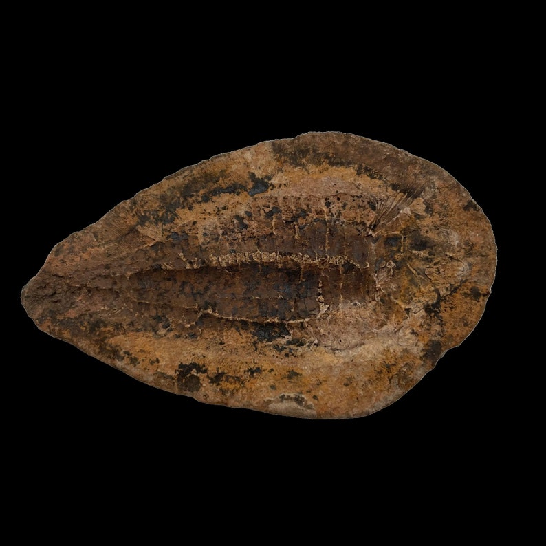 Authentic Prehistoric Fish Fossil Specimen – Natural Fossil Plate – 4–5 ...