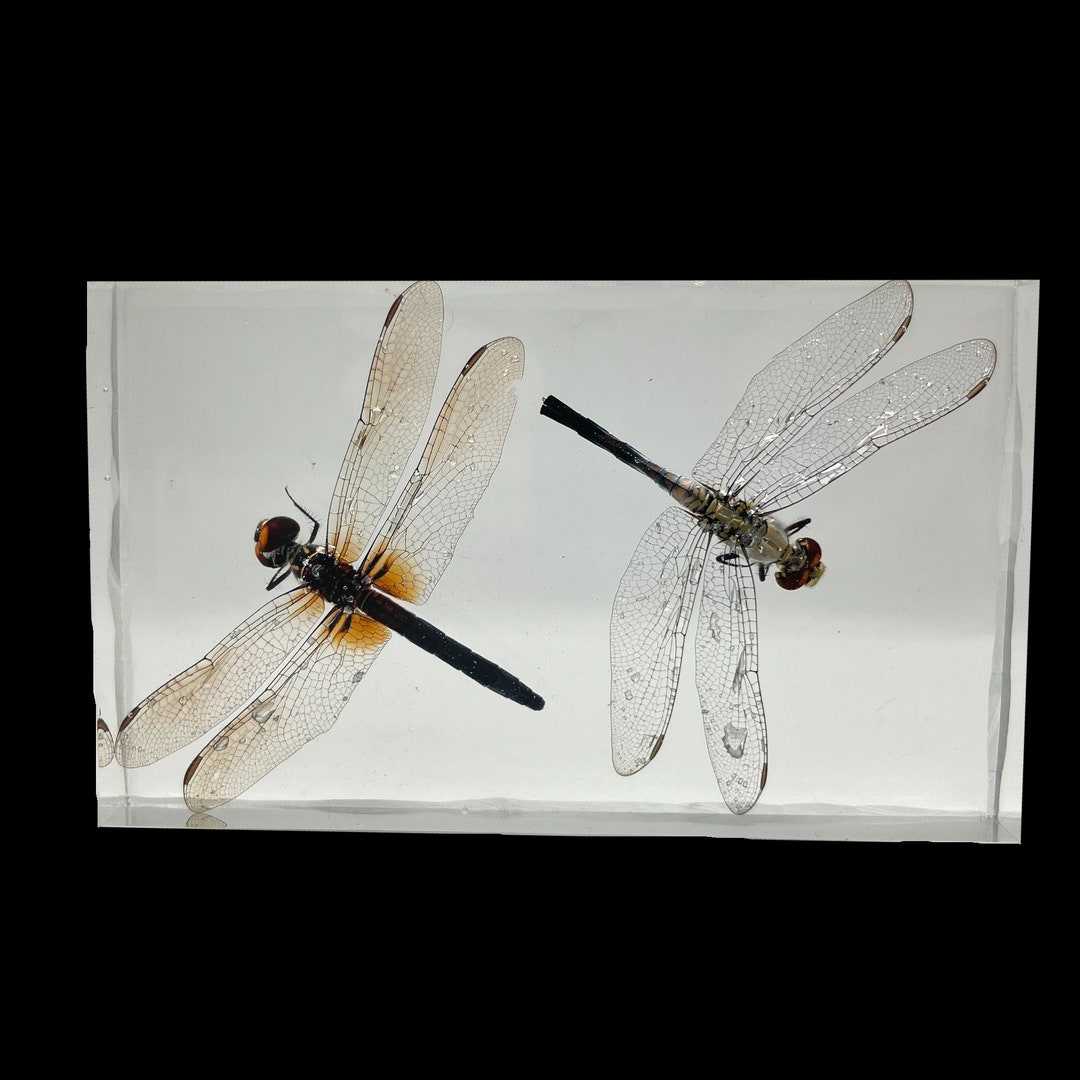 Double Dragonfly Resin Cast - Etsy
