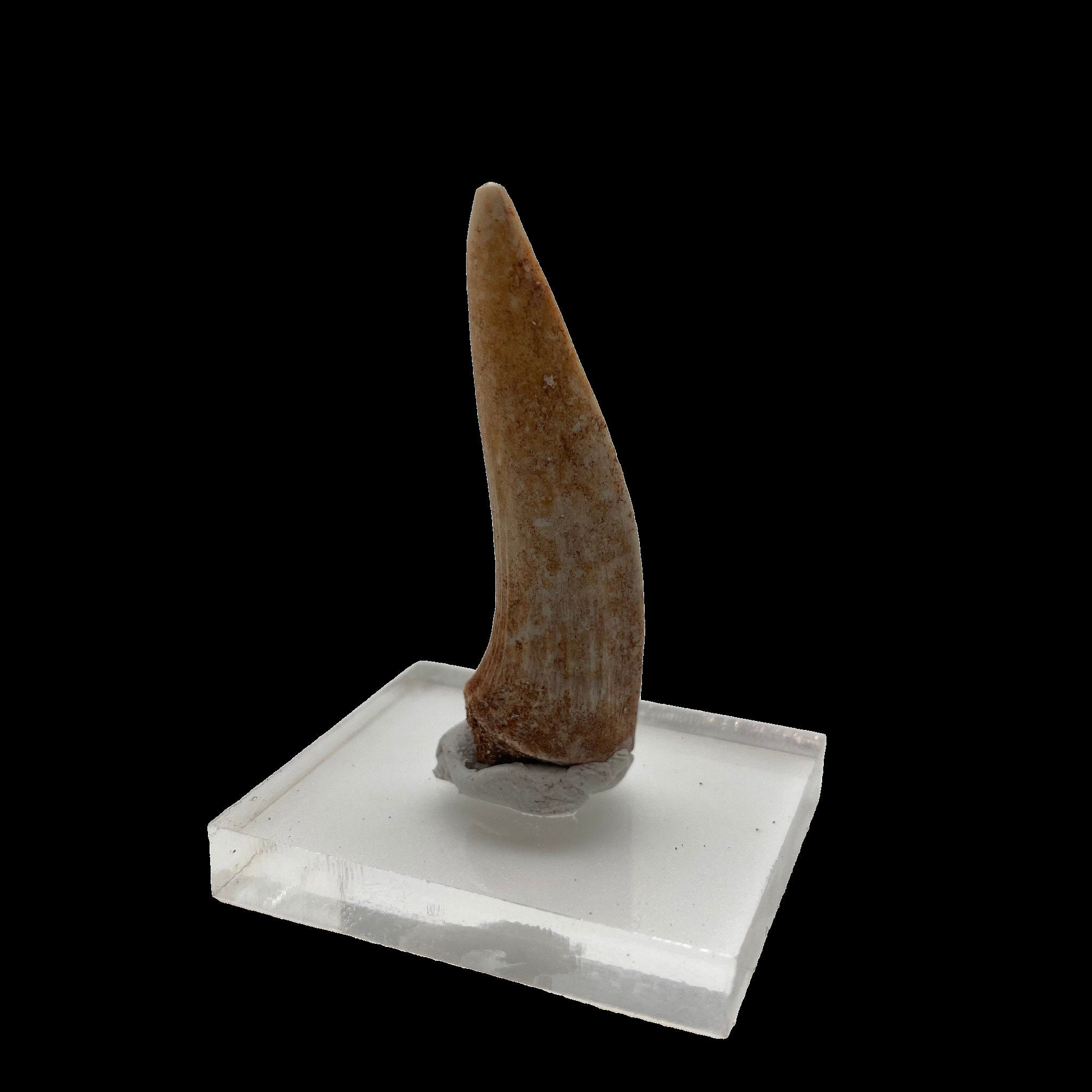 Enchodus Libycus Authentic Prehistoric Fish Fossil - Etsy