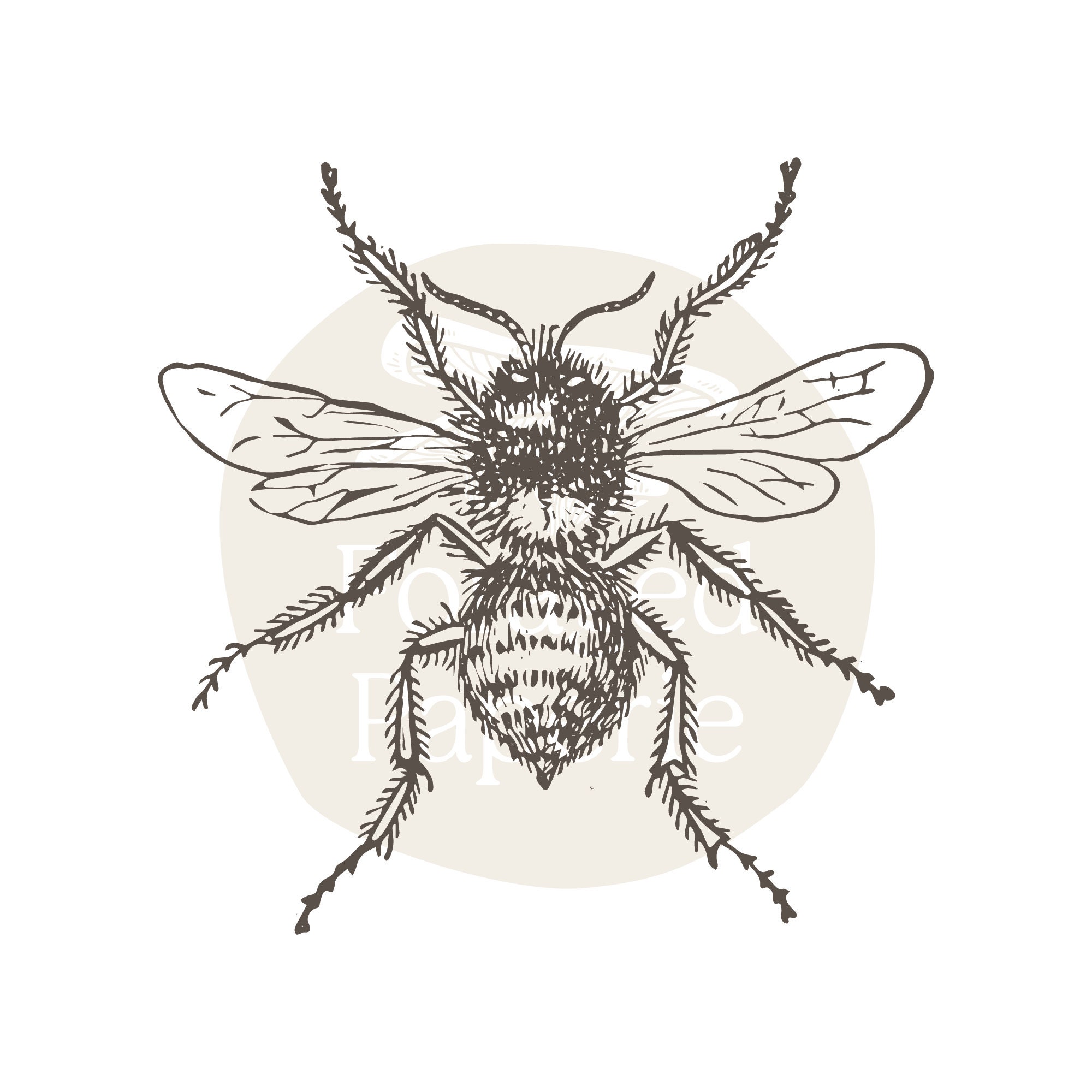 Vintage Hand-drawn Bee Illustration // Bumblebee Graphic // Honey Bee ...
