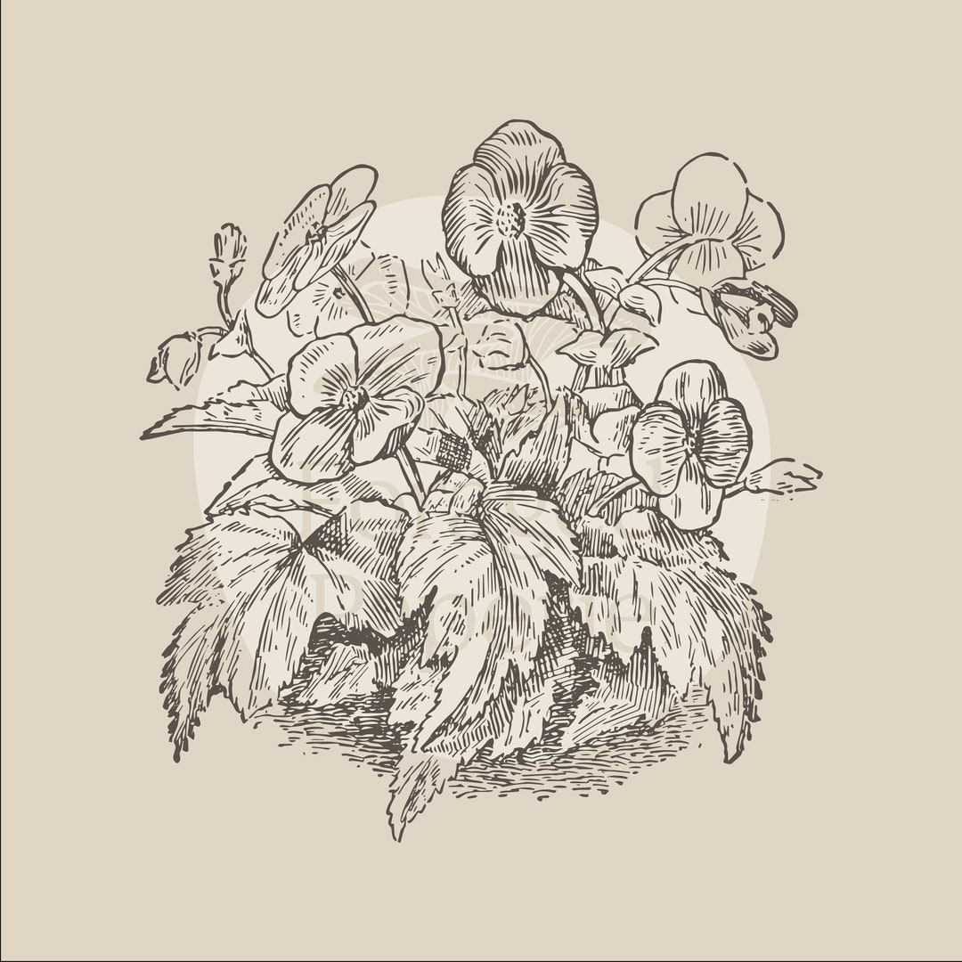 Vintage Hand-drawn Begonia Illustration // Houseplant Graphic // Flower ...
