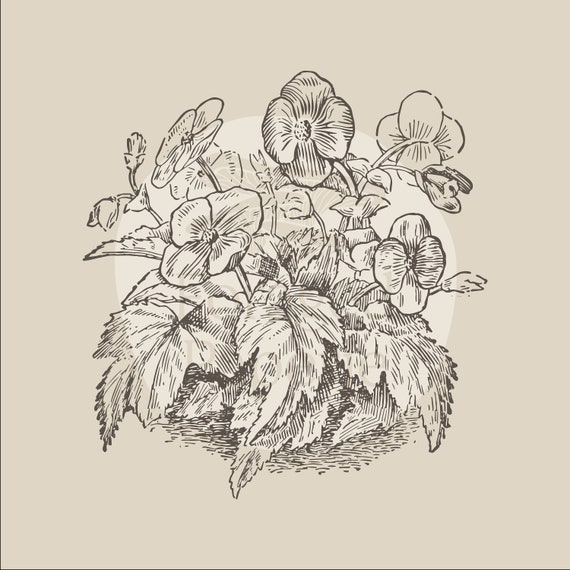 Vintage Hand-drawn Begonia Illustration // Houseplant Graphic - Etsy