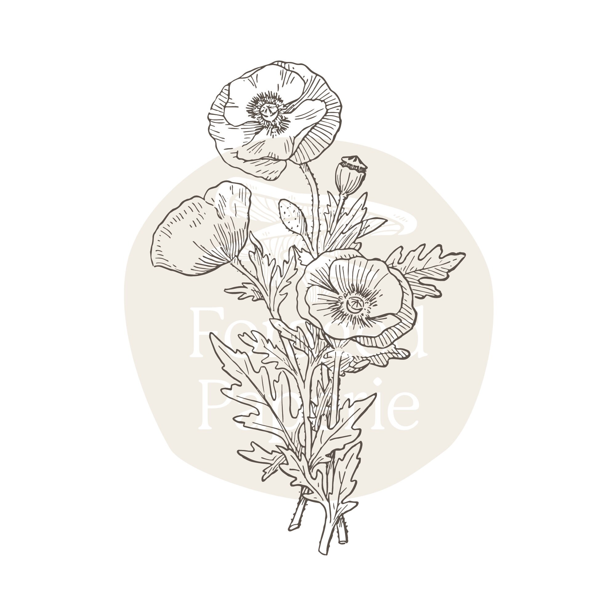 Vintage Hand-drawn Poppy Illustration // Poppy Flower Graphic // Poppy ...