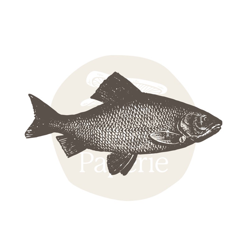 Vintage Hand-drawn Fish Illustration // Fish Graphic // Fish Clipart ...