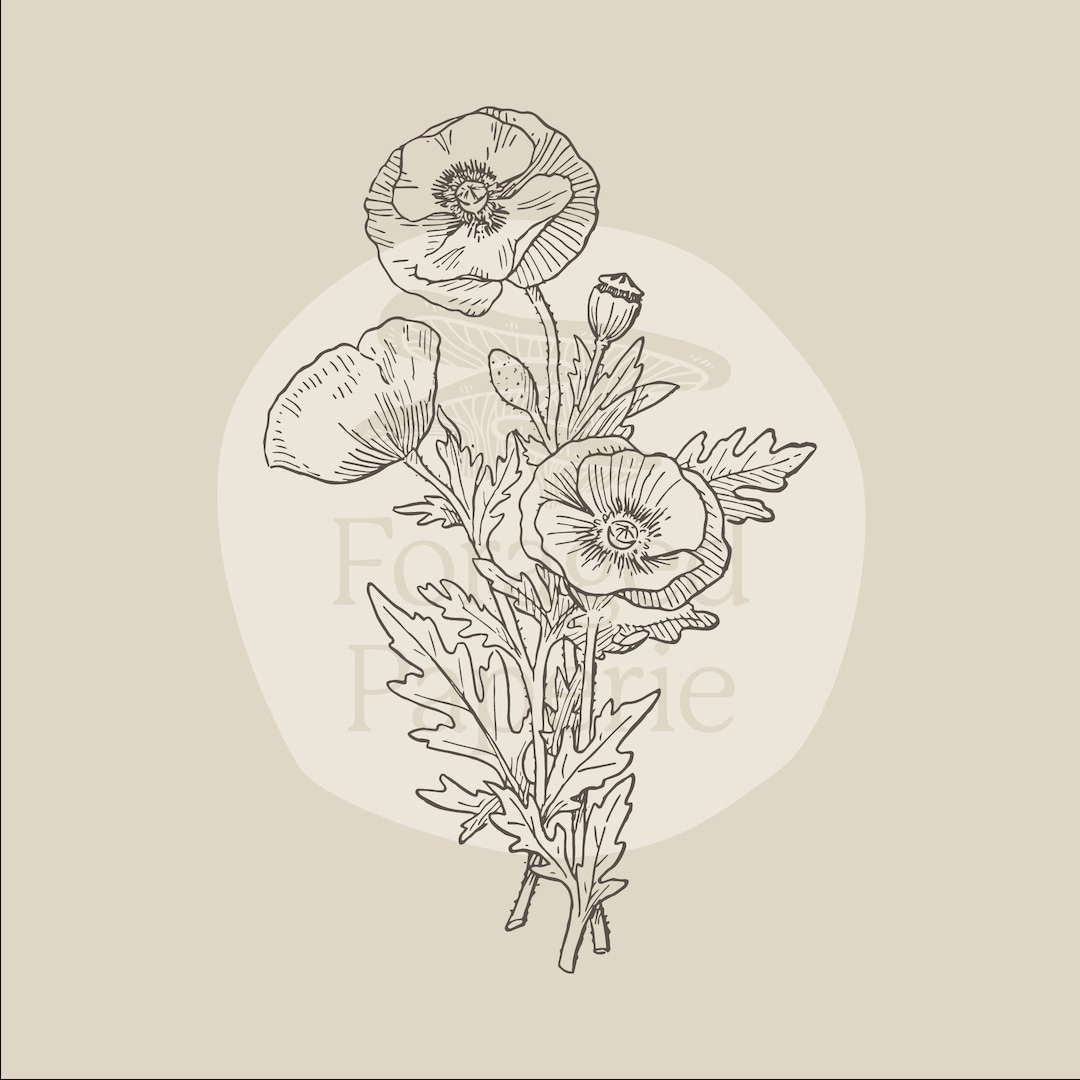 Vintage Hand-drawn Poppy Illustration // Poppy Flower Graphic // Poppy ...