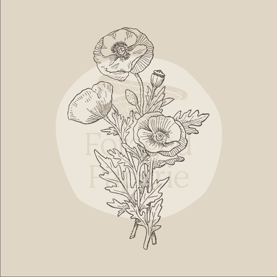 Vintage Hand-drawn Poppy Illustration // Poppy Flower Graphic - Etsy