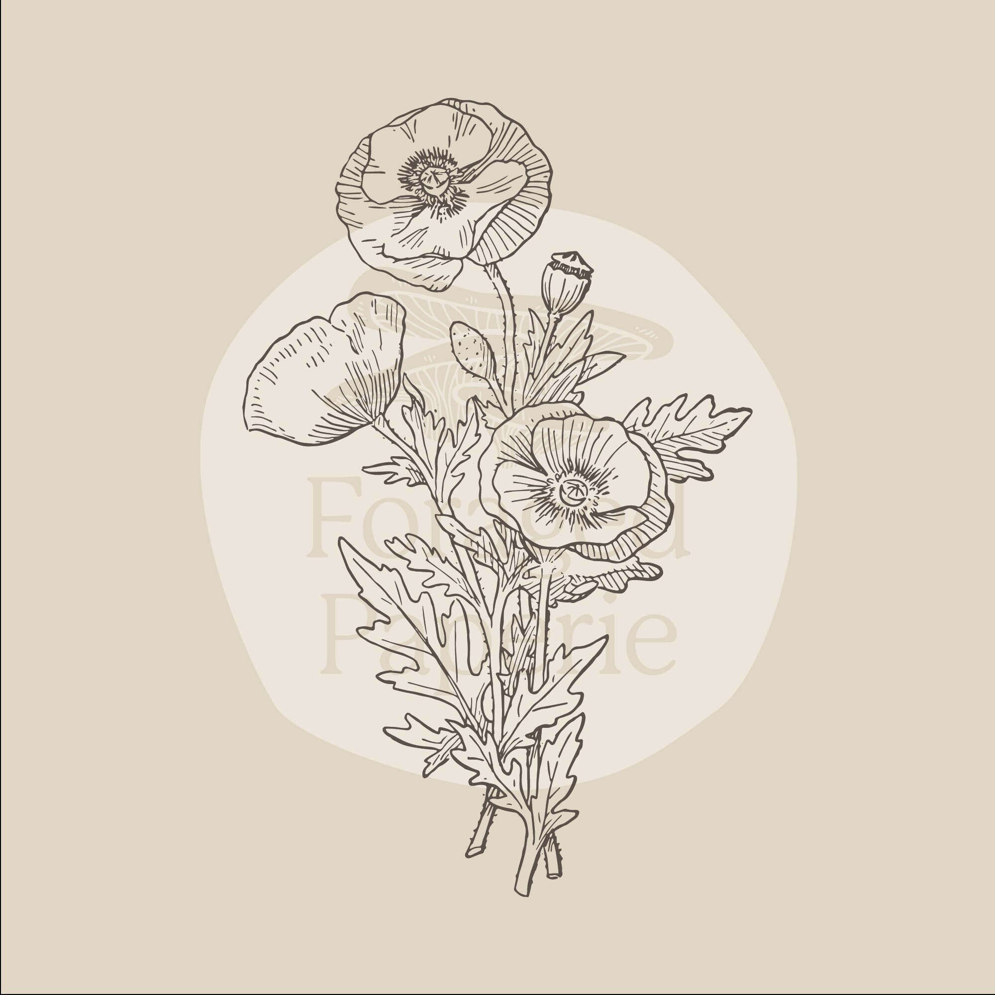 Vintage Hand-drawn Poppy Illustration // Poppy Flower Graphic // Poppy ...