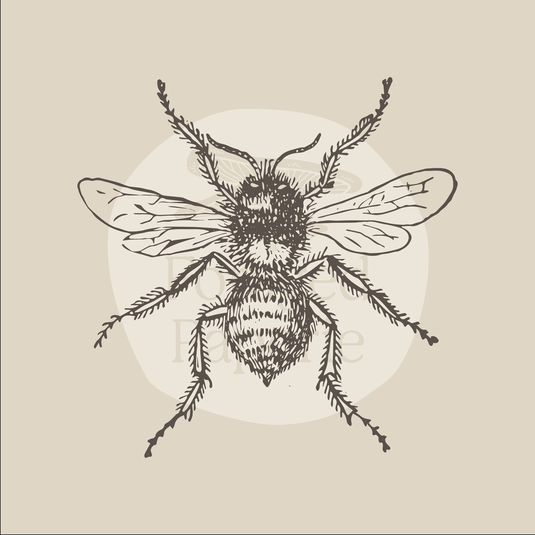 Vintage Hand-drawn Bee Illustration // Bumblebee Graphic // Honey Bee ...