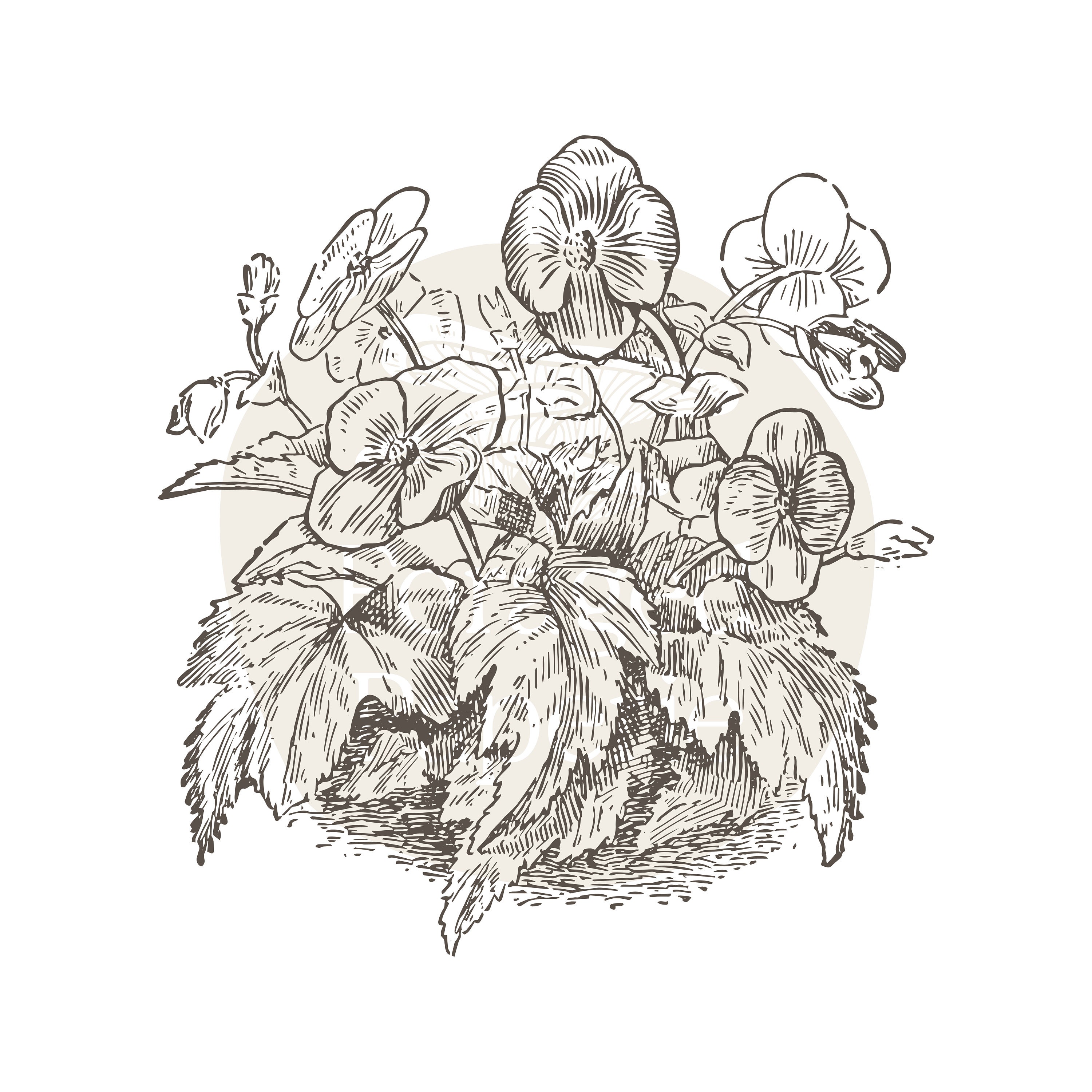 Vintage Hand-drawn Begonia Illustration // Houseplant Graphic // Flower ...