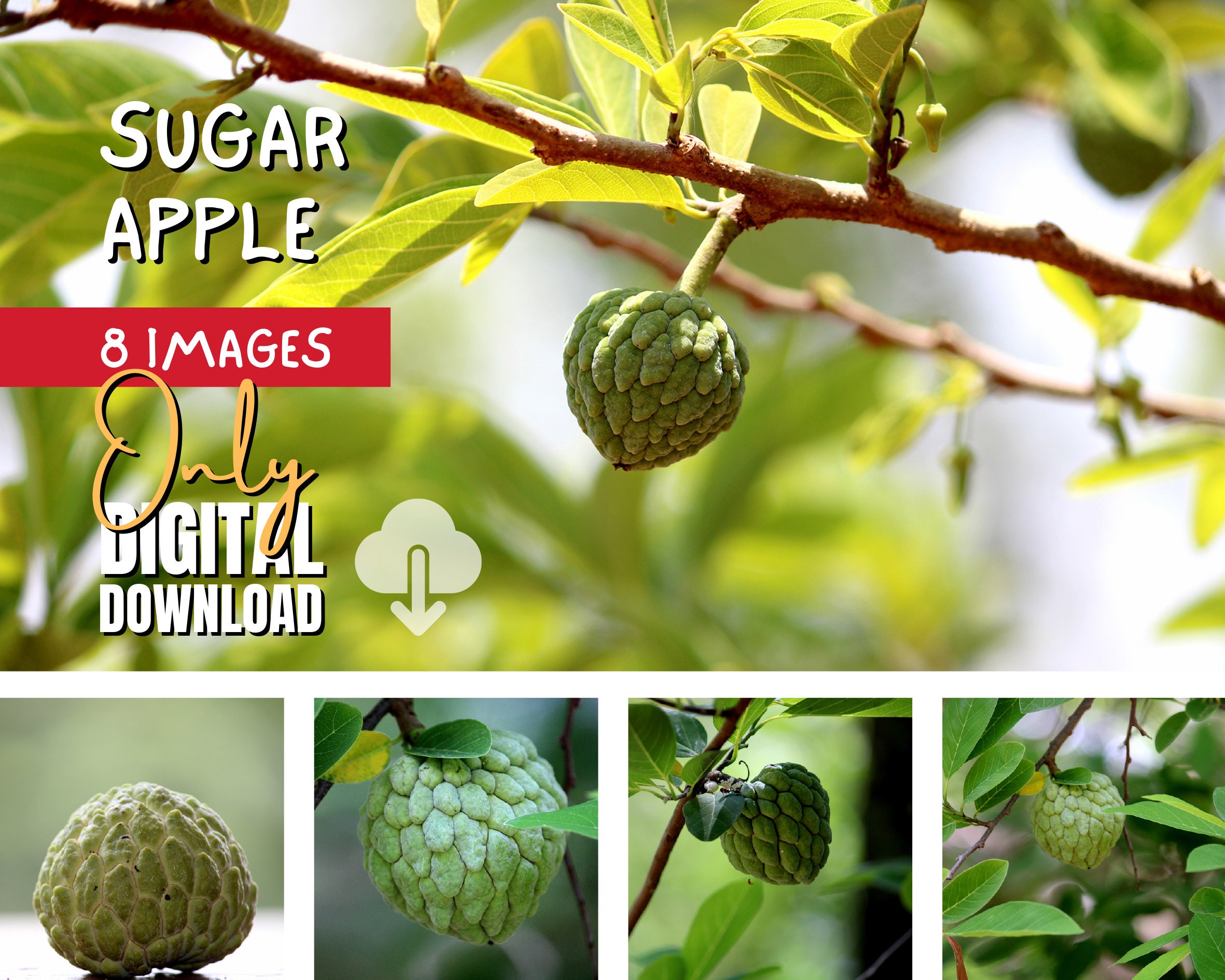 Jamaican Sweetsop