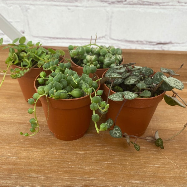 String of Frogs - Etsy