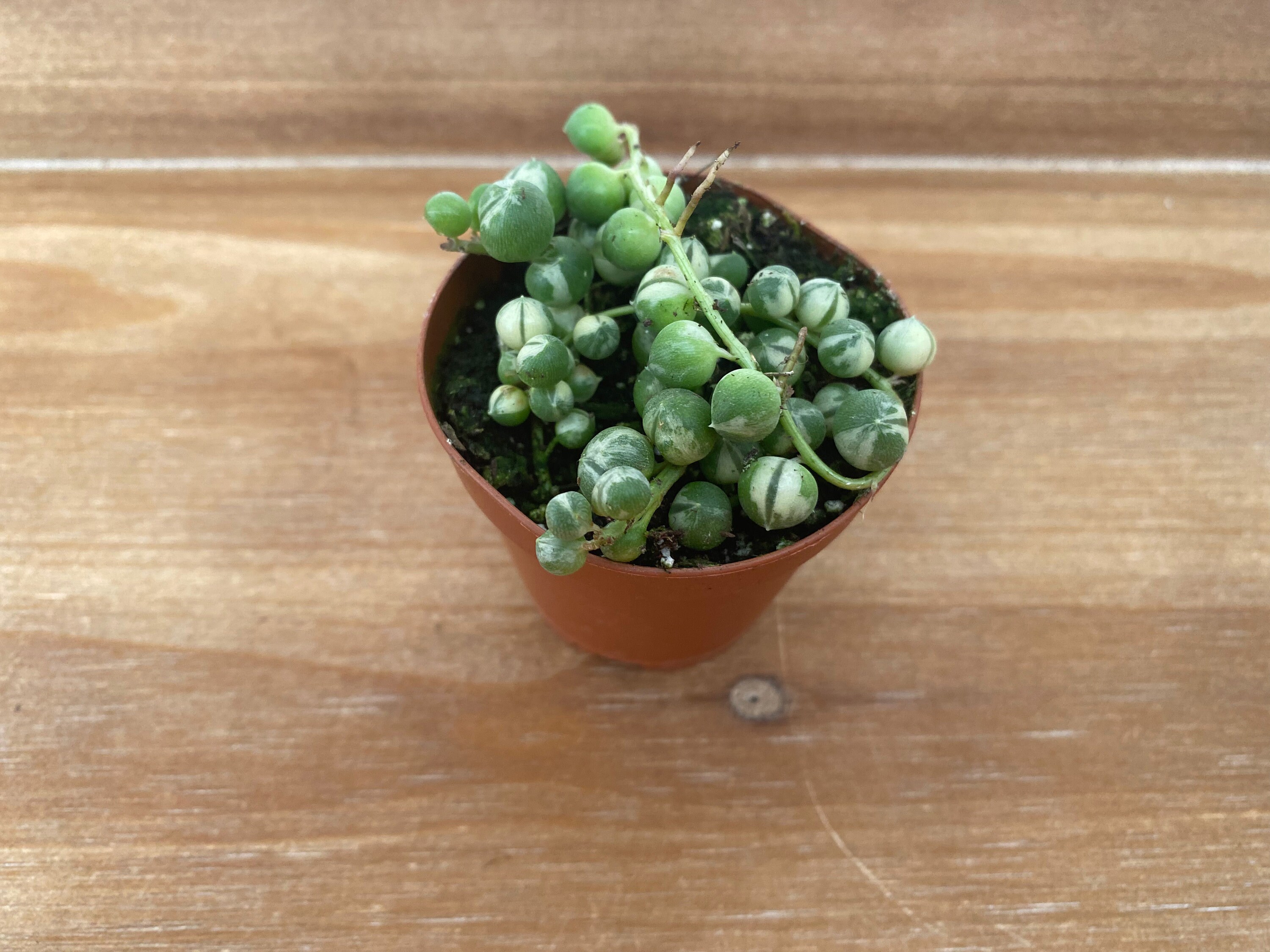 Assortment of String Plants - Etsy