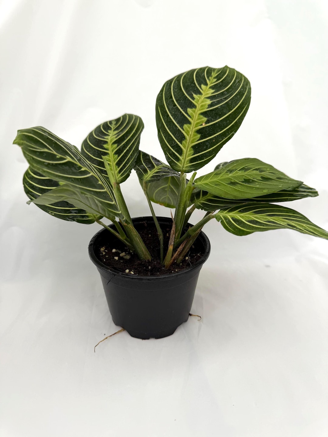 Lemon Prayer (maranta) Plant - Etsy