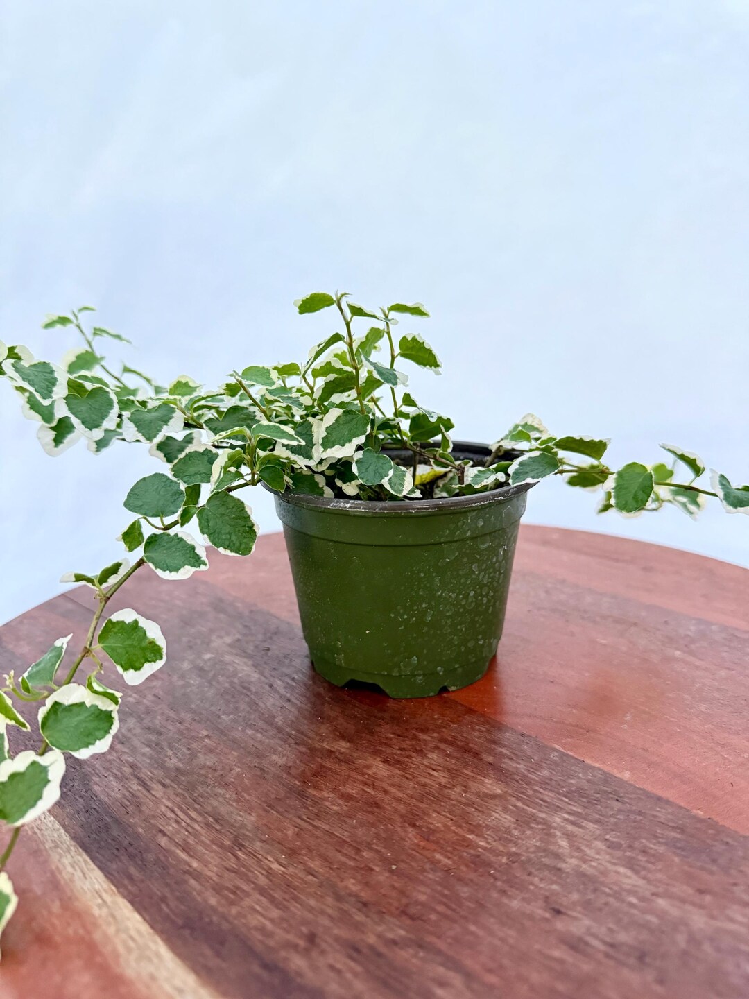 Ficus Repens Variegated 4" Inch Pot - Etsy
