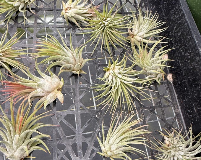 Assortment of Air Plants - Etsy