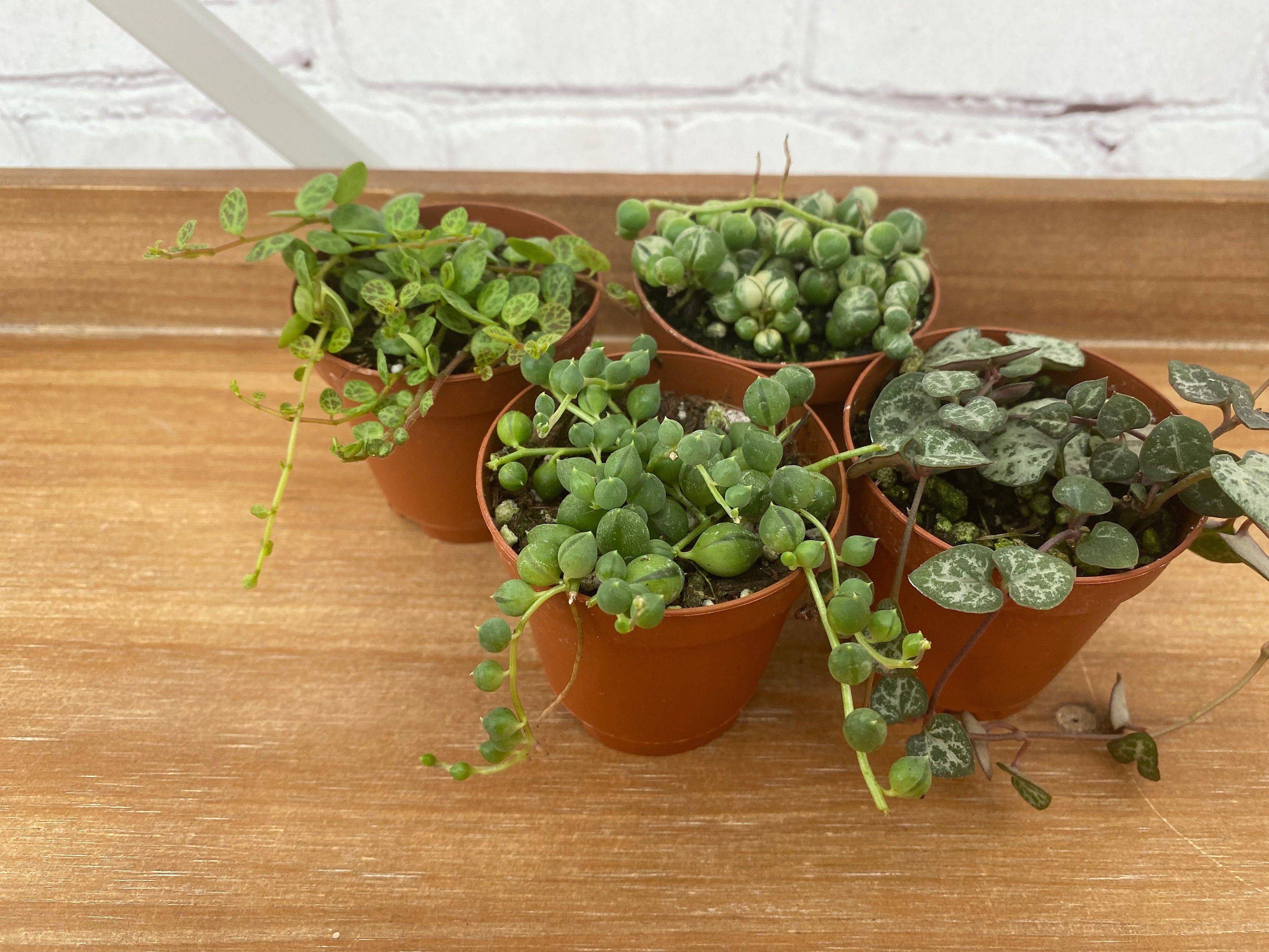 Assortment of String Plants - Etsy